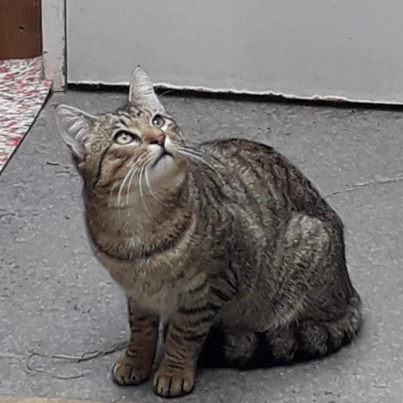 Kittens - Forgotten Felines Foundation