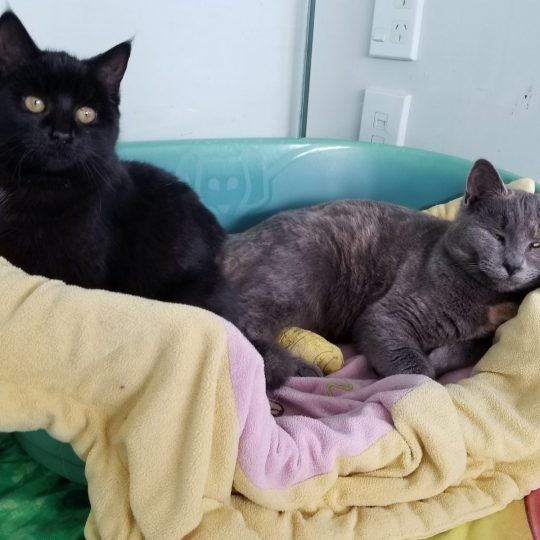 Home - Forgotten Felines Foundation