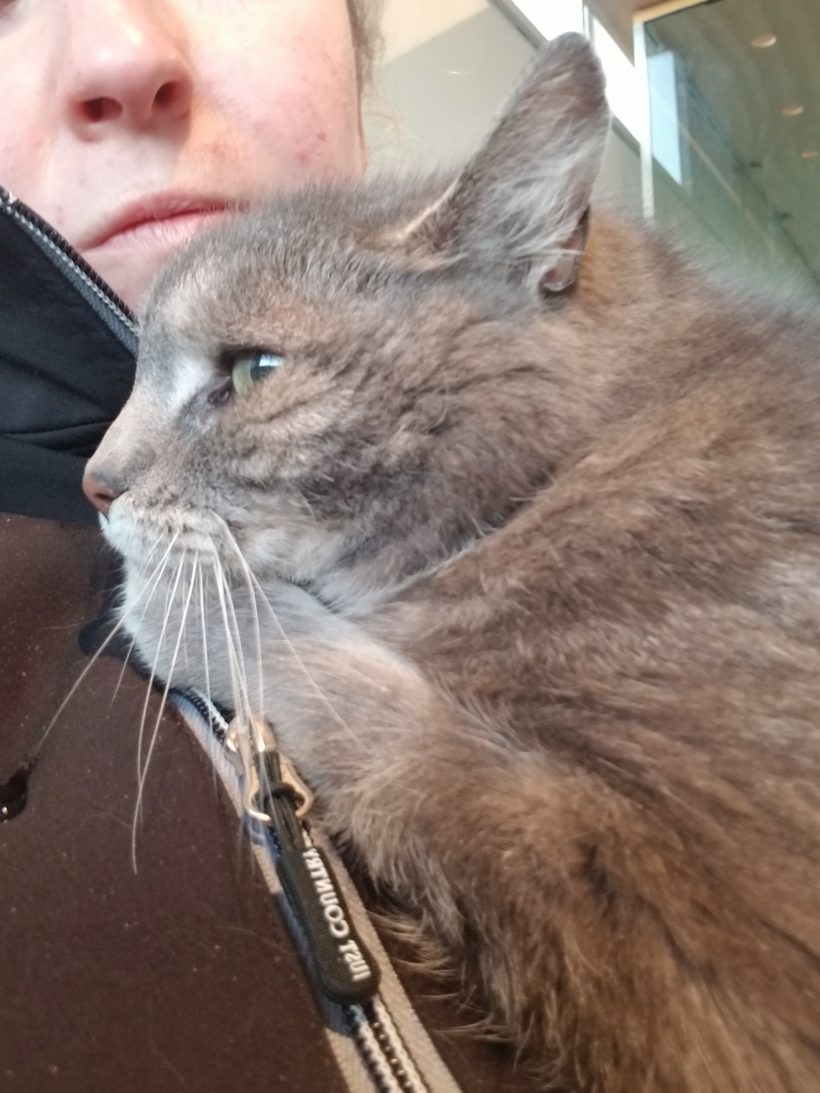 Home - Forgotten Felines Foundation