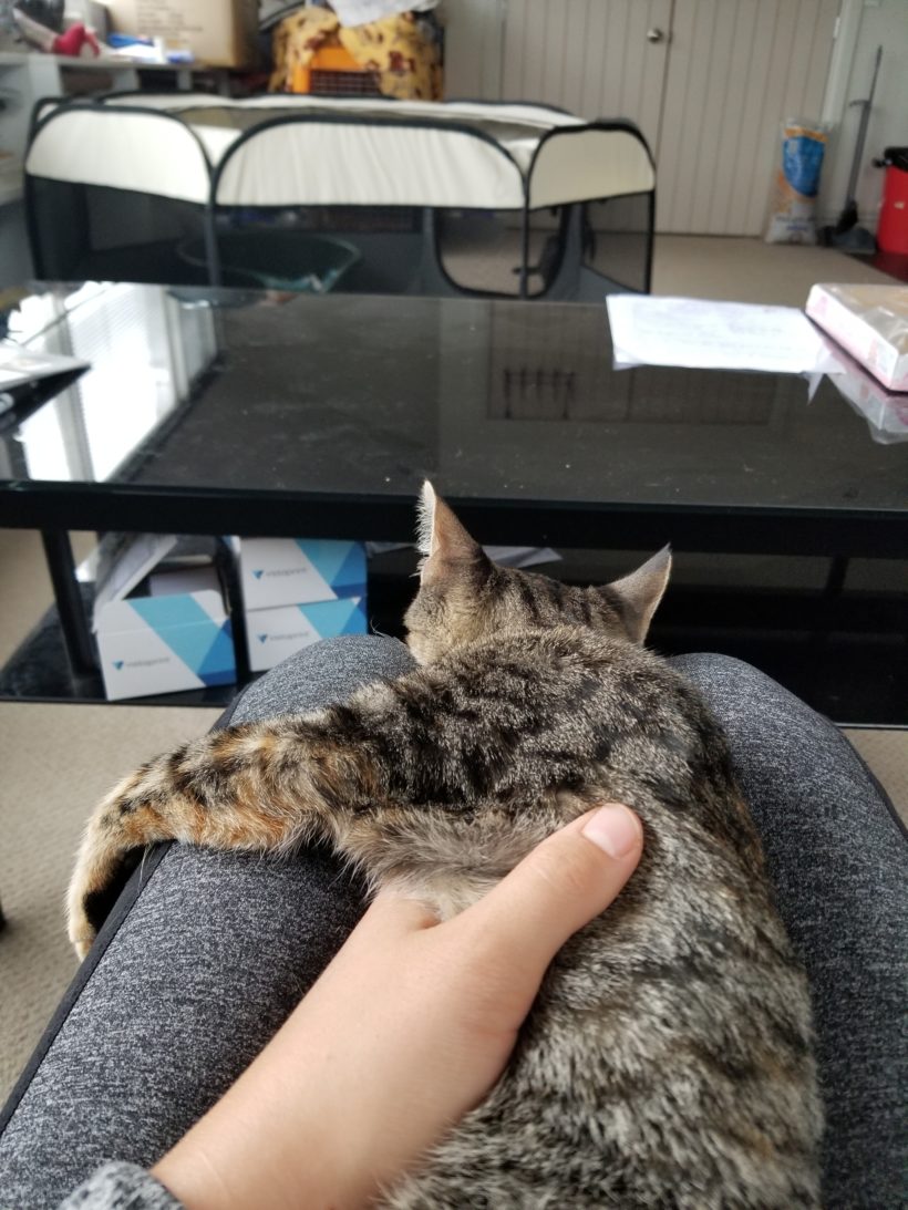 Home - Forgotten Felines Foundation