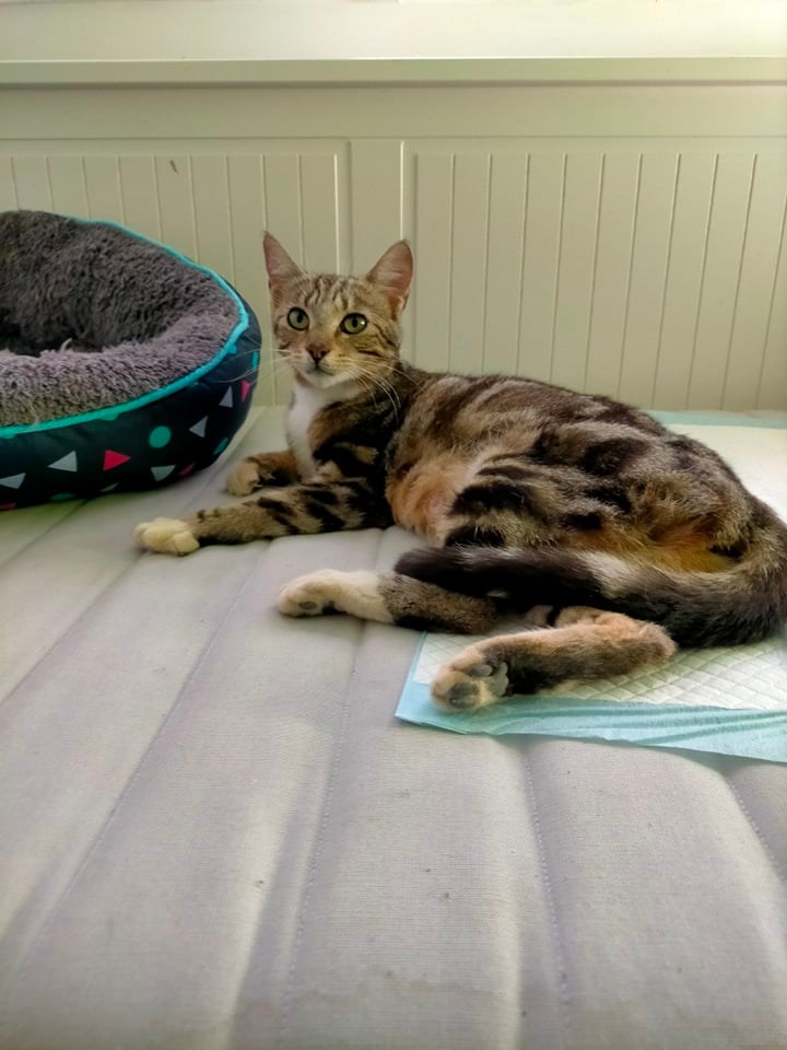 Home - Forgotten Felines Foundation