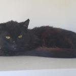 Home - Forgotten Felines Foundation