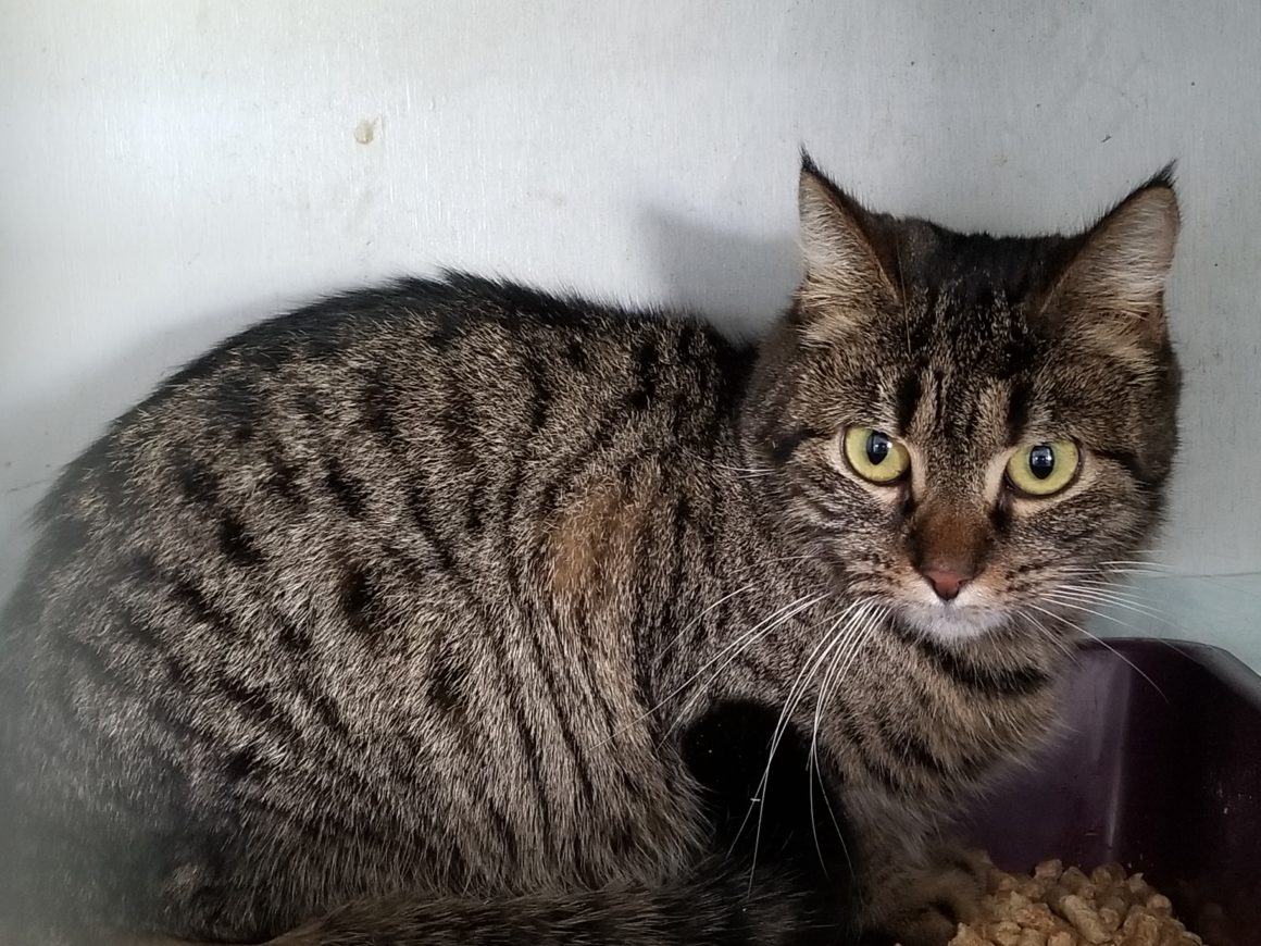 Home - Forgotten Felines Foundation