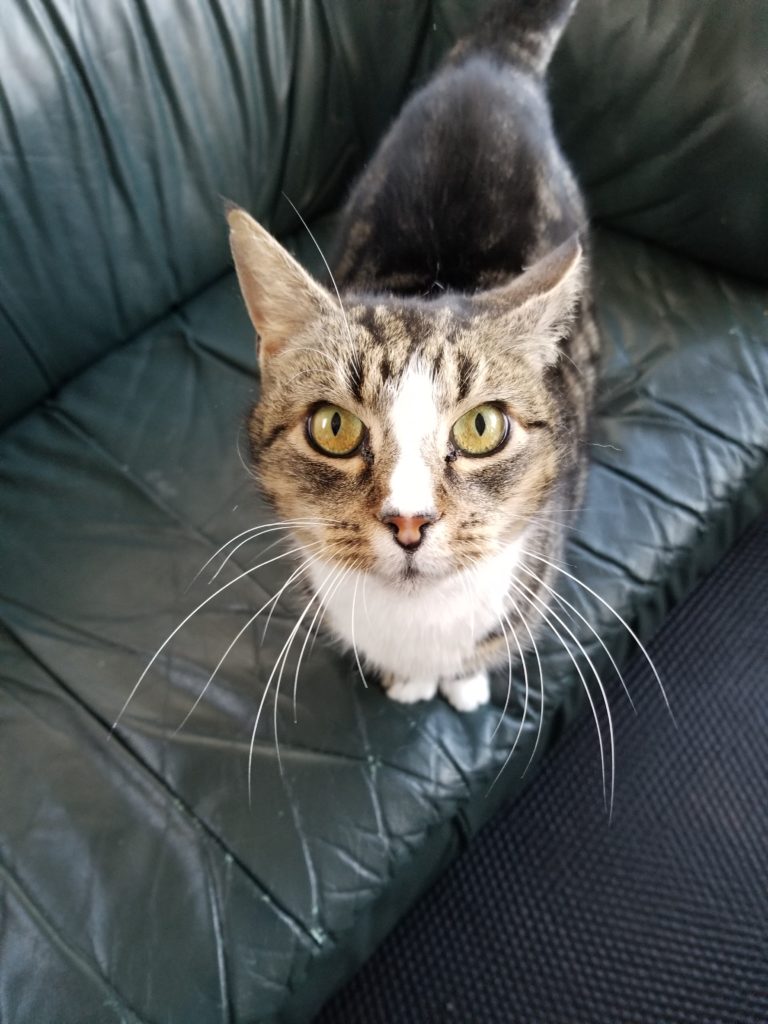 Home - Forgotten Felines Foundation