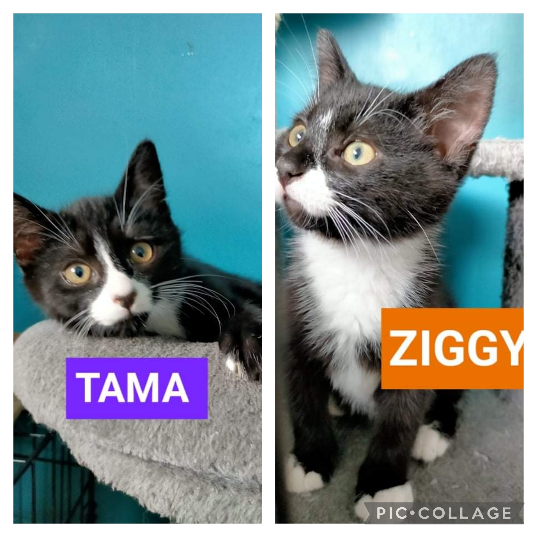 All Cats - Forgotten Felines Foundation