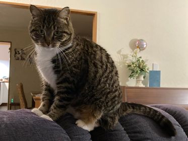 Home - Forgotten Felines Foundation