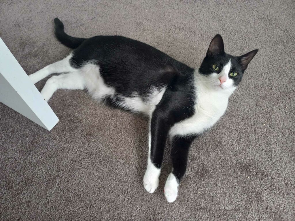 All Cats - Forgotten Felines Foundation