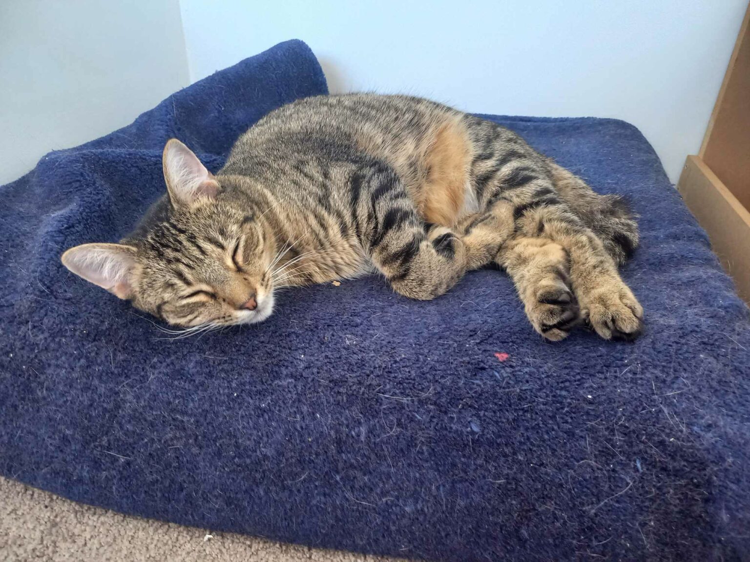 All Cats - Forgotten Felines Foundation