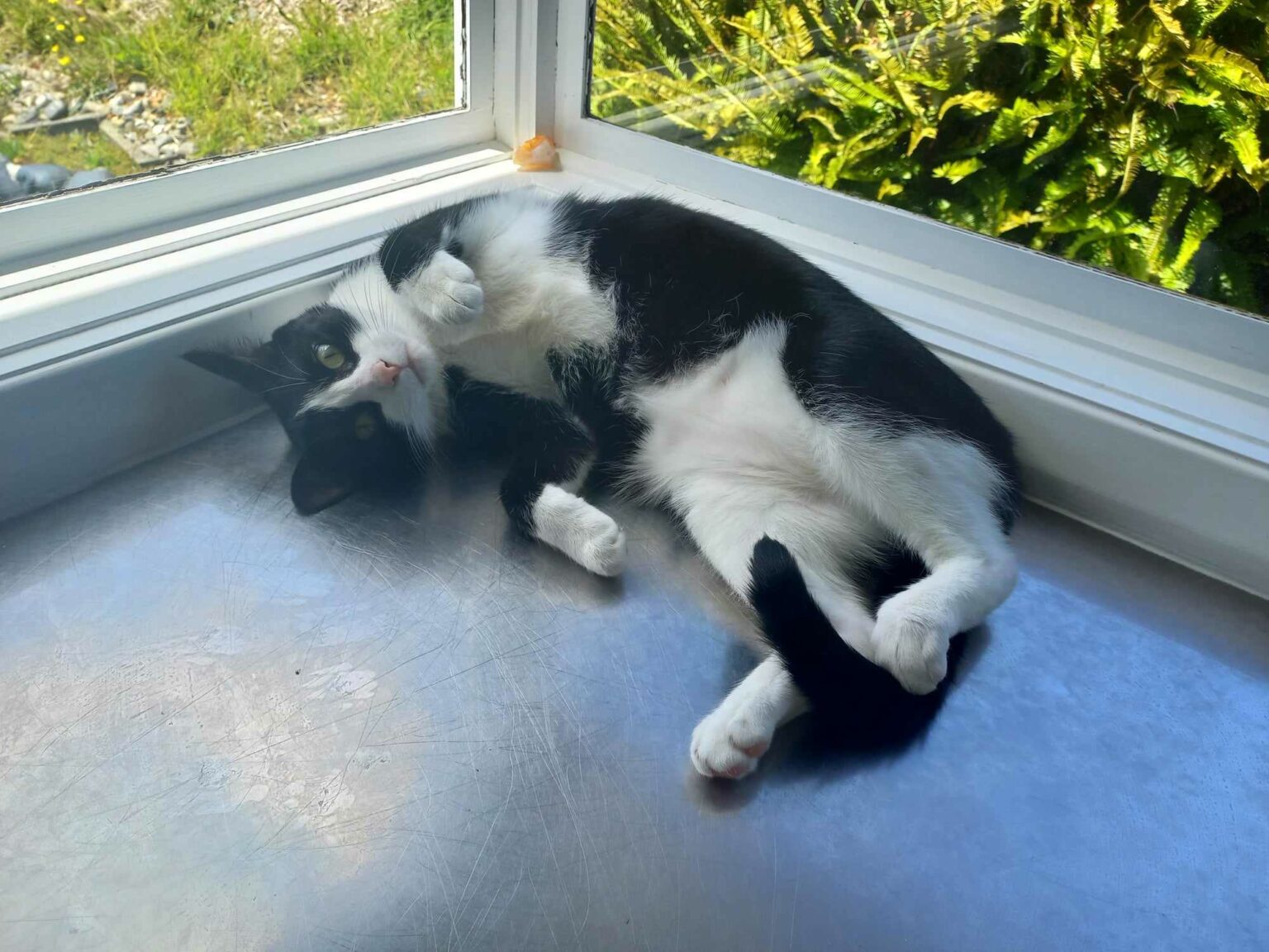 All Cats - Forgotten Felines Foundation