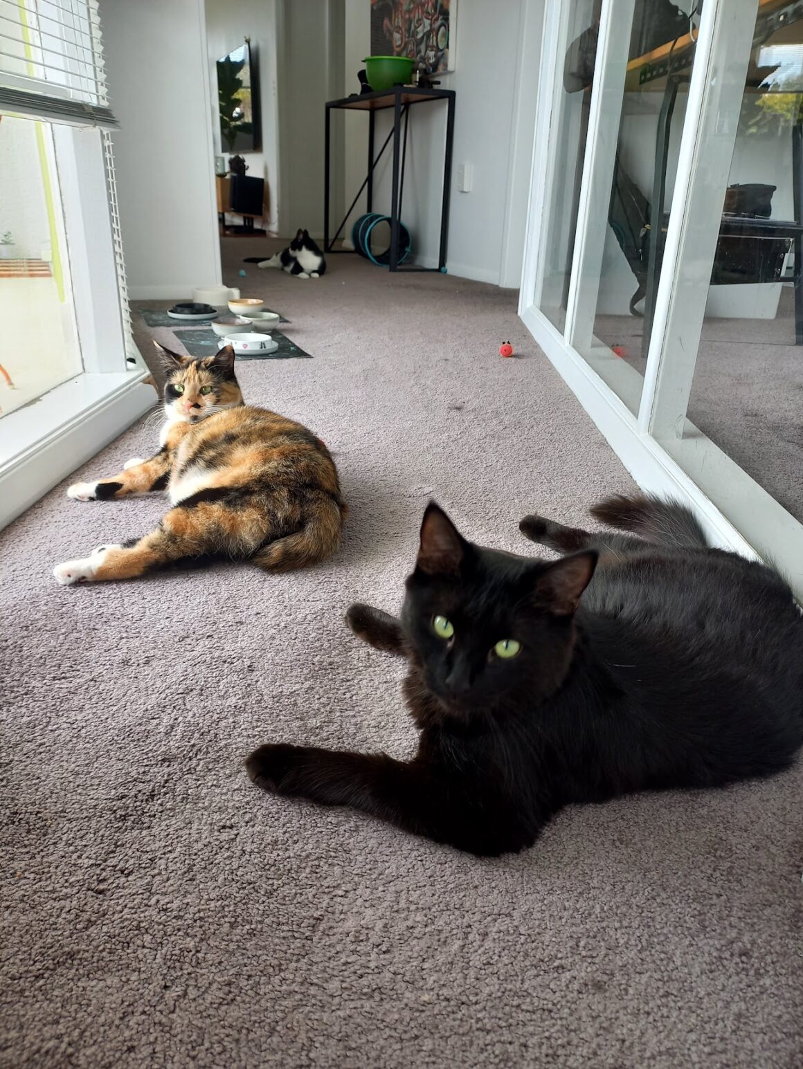 Home - Forgotten Felines Foundation