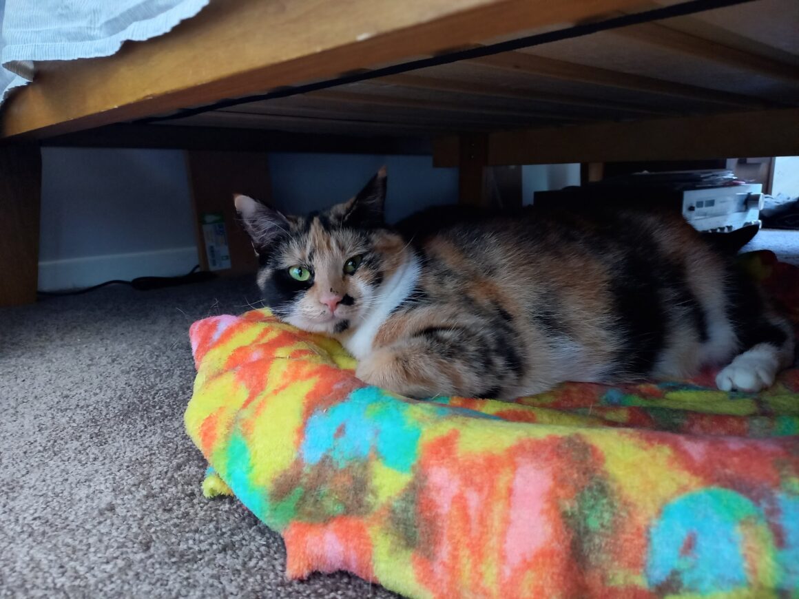 Home - Forgotten Felines Foundation