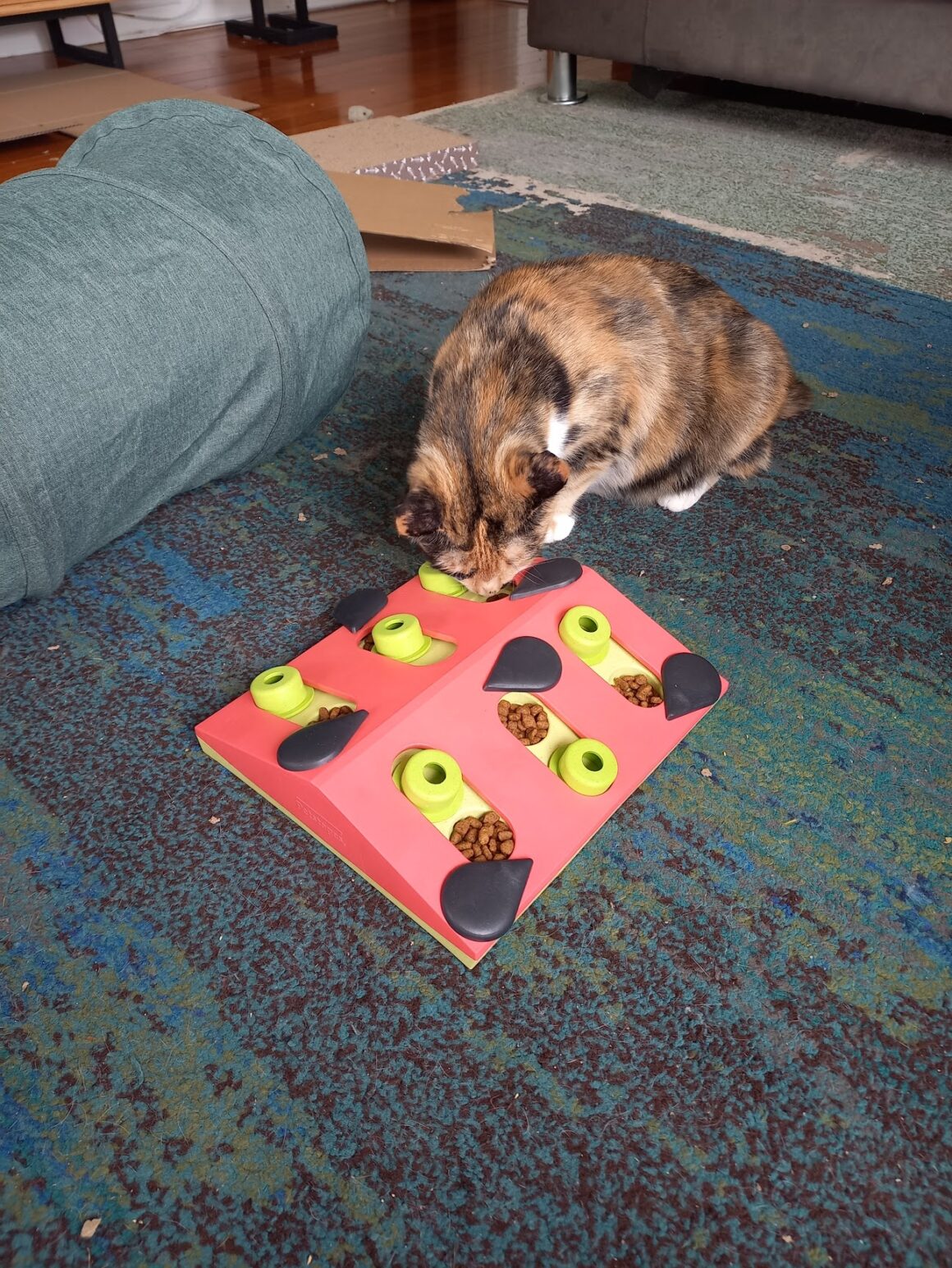 Home - Forgotten Felines Foundation