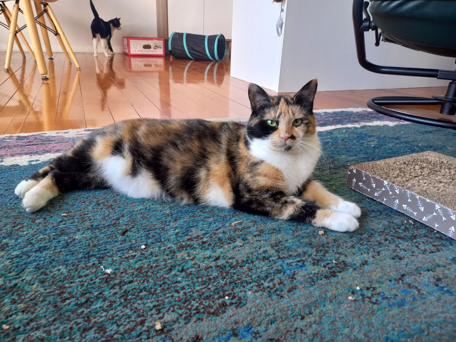 Home - Forgotten Felines Foundation