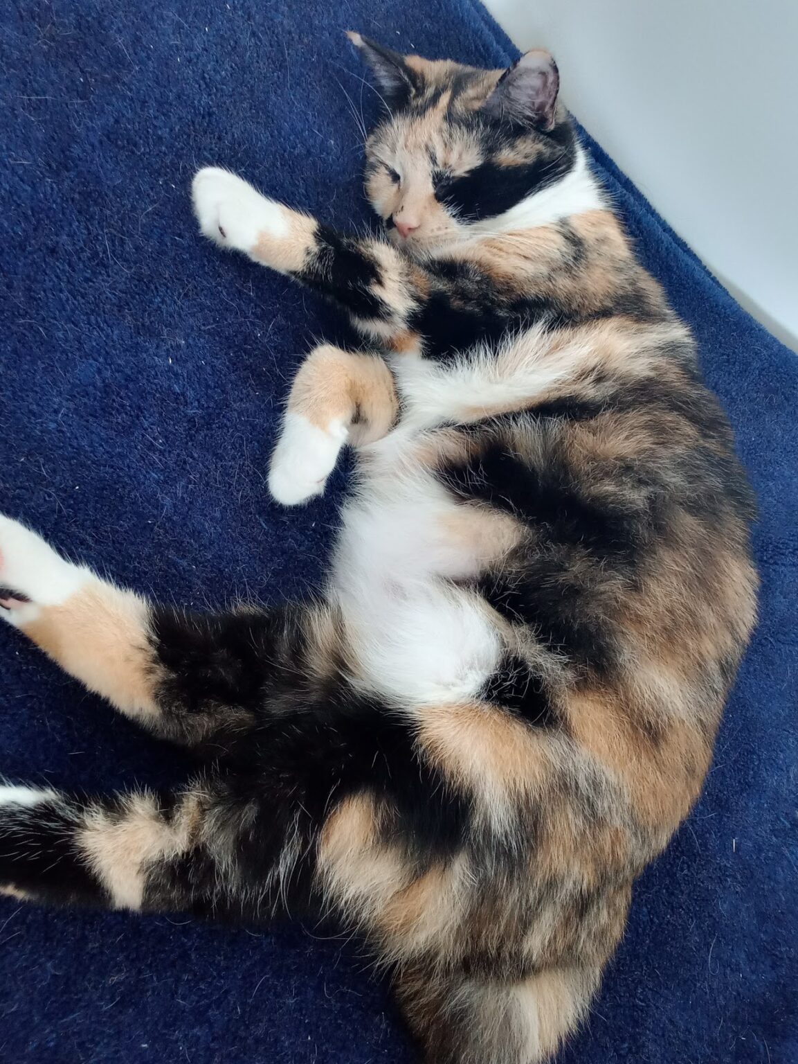 Home - Forgotten Felines Foundation