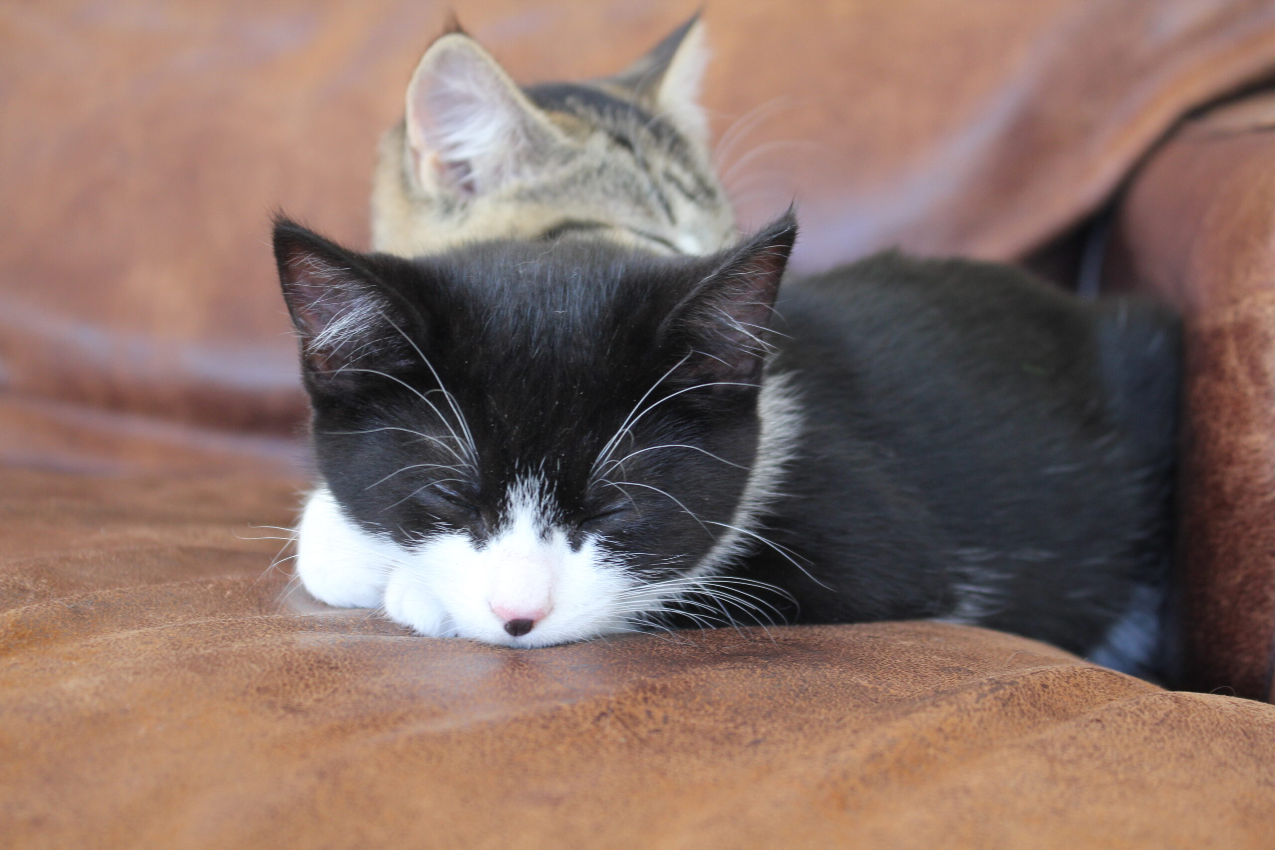 Home - Forgotten Felines Foundation